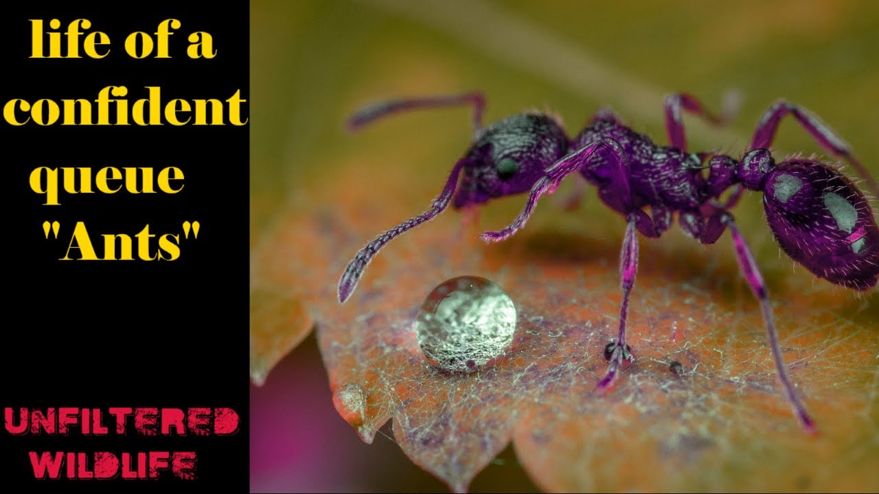 Life of a Confident Queue : Ants - YouTube