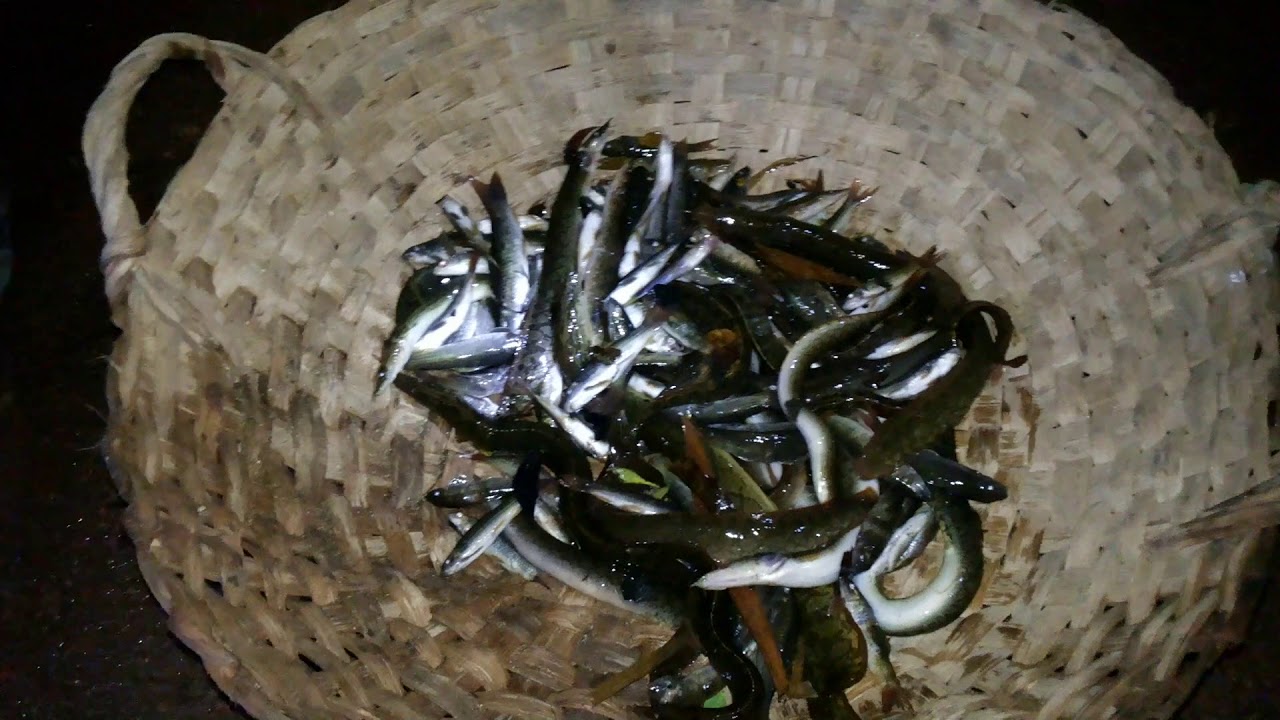 Savanoor Sarve river fishing - YouTube