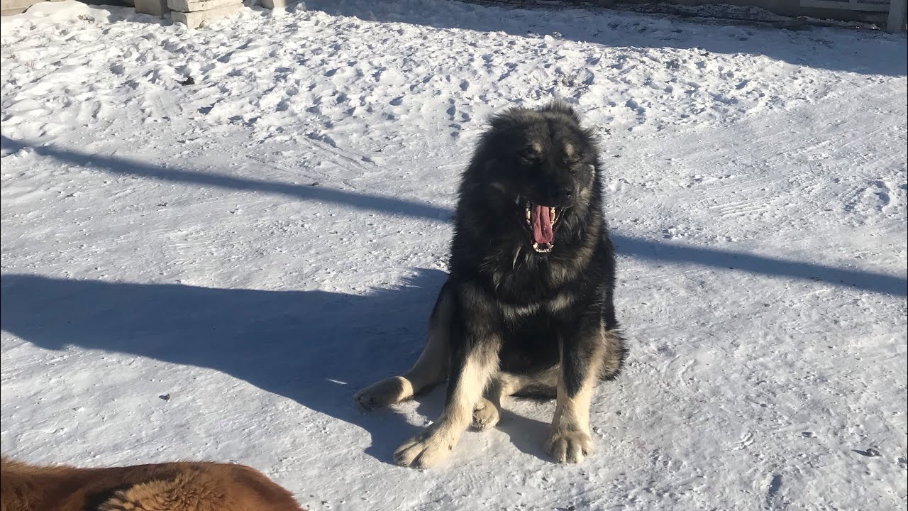 A little scuffle in the morning | Caucasian Shepherds - YouTube