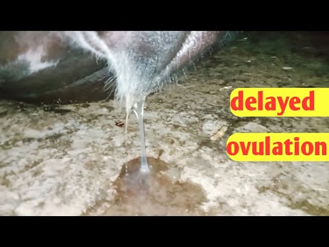 delayed ovulation in cow | estrus cycle | अब गाय एक बार में रुकेगी ...