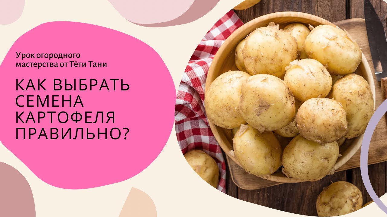 Как выбрать картофель на посадку когда он ещё растет Волшебное число