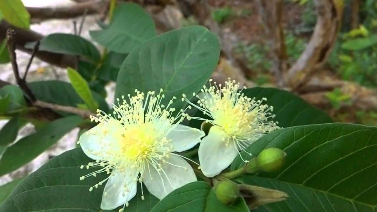 Bees foraging guava flower Lebah dan kumbang mencari makan di bunga ...
