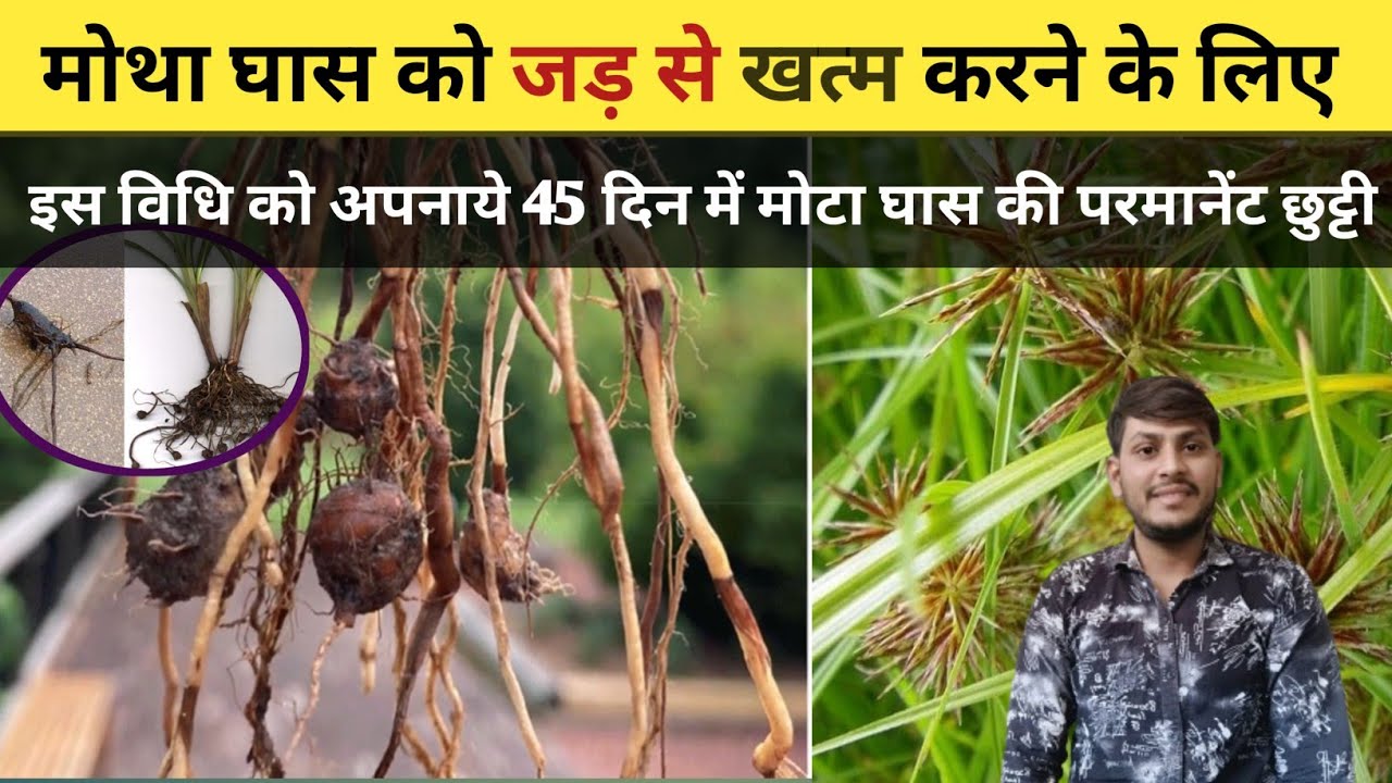 मोथा और दूब घास की परमानेंट छुट्टी | Motha ghas ki dawa | Doob ghas ki ...