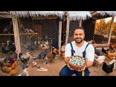2 Gün Bıldırcın Yumurtası Toplamadım! 😱🥚| Otomatik Tavuk Kapısı Taktım | Gezen Tavuk Çiftliği