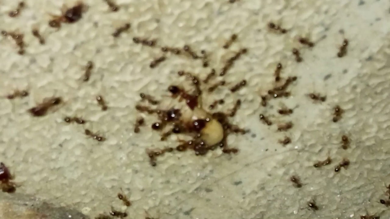 Fire ant vs Maggot. - YouTube
