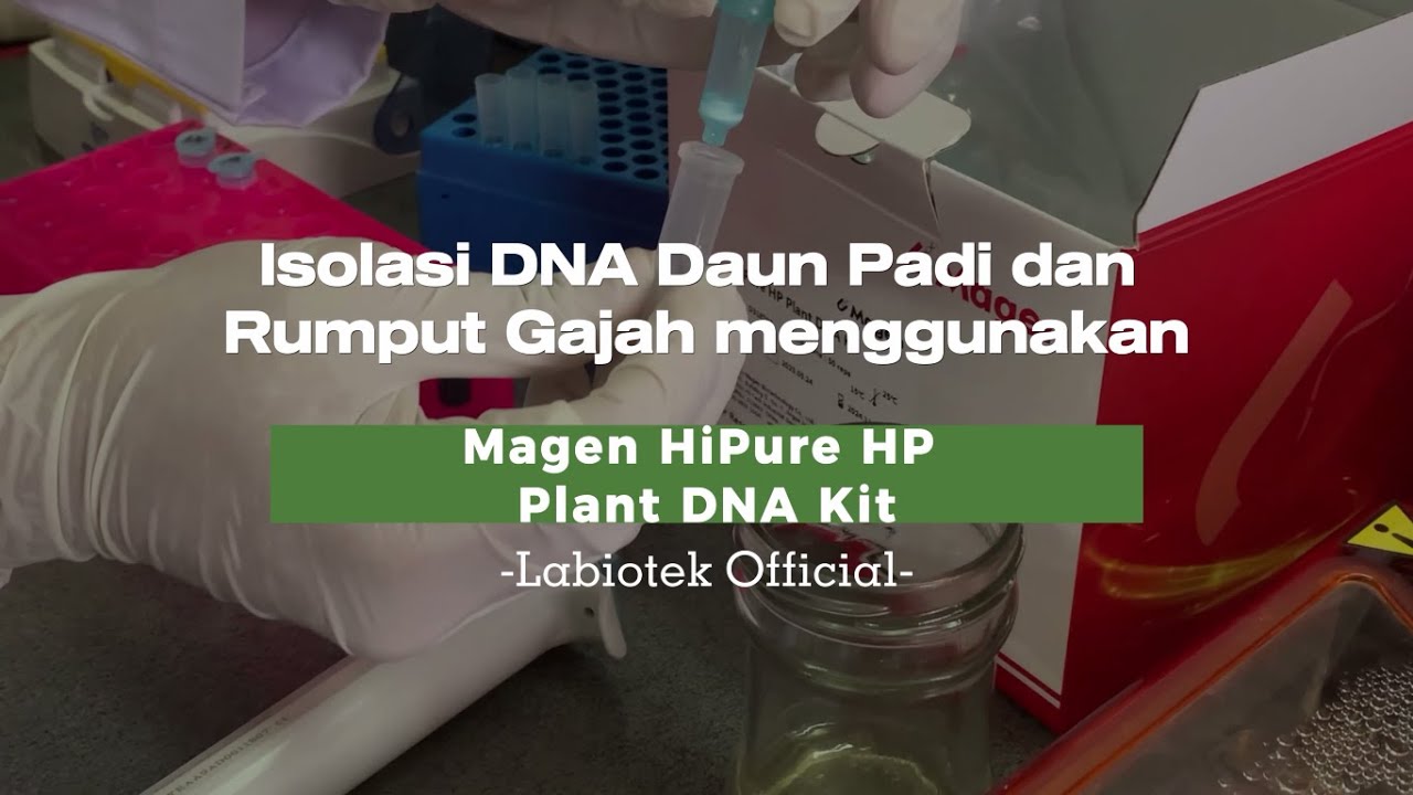 Tahapan pengerjaan Magen HiPure HP Plant DNA Kit - YouTube