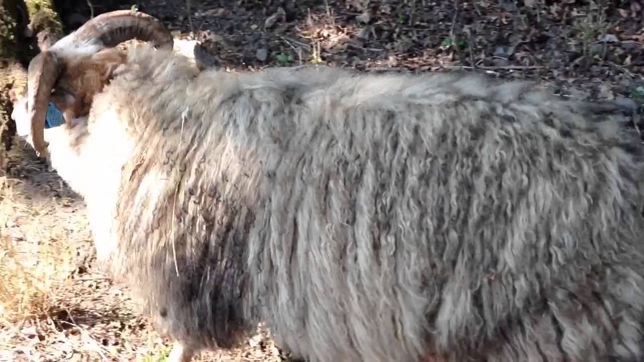 Good goats or baaaaad goats - YouTube