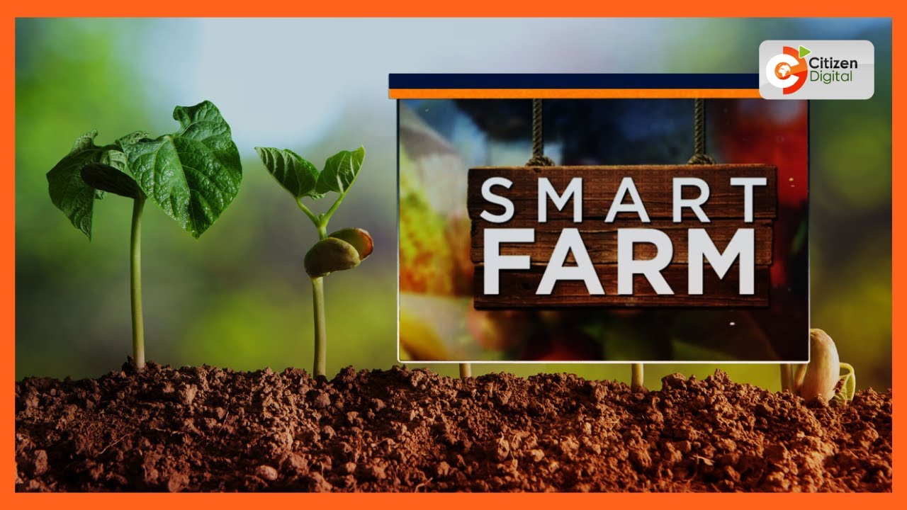Smart Farm | Farmers in Machakos adopting beans with high yield - YouTube