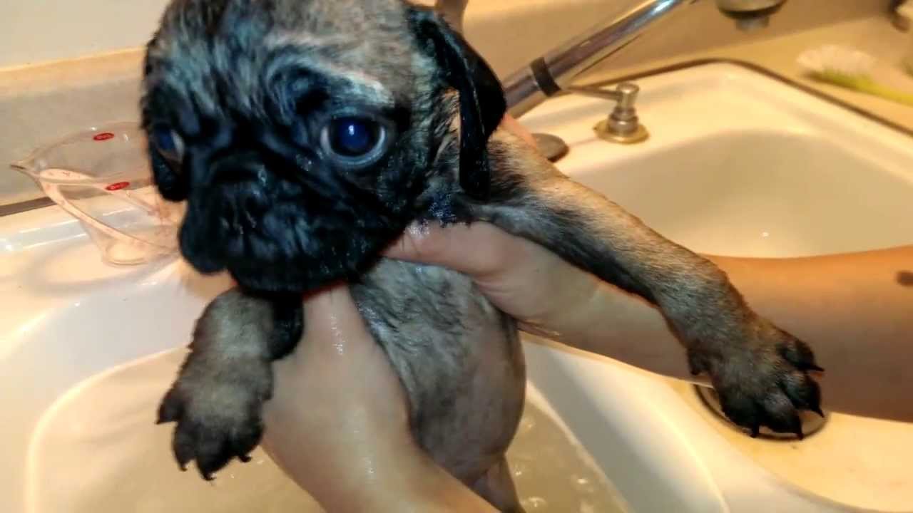 Pug Bath Time - YouTube