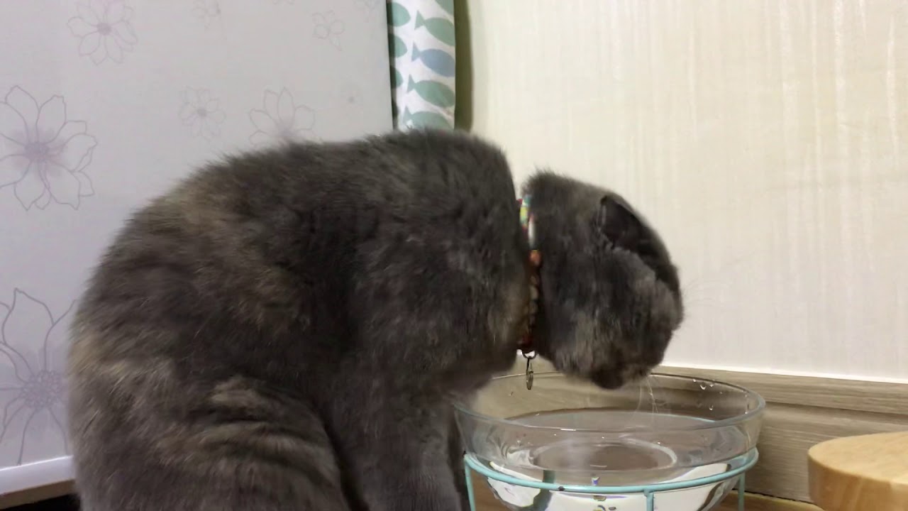 물먹는 고양이 / A cat drinking water / le chat qui boit de l’eau - YouTube