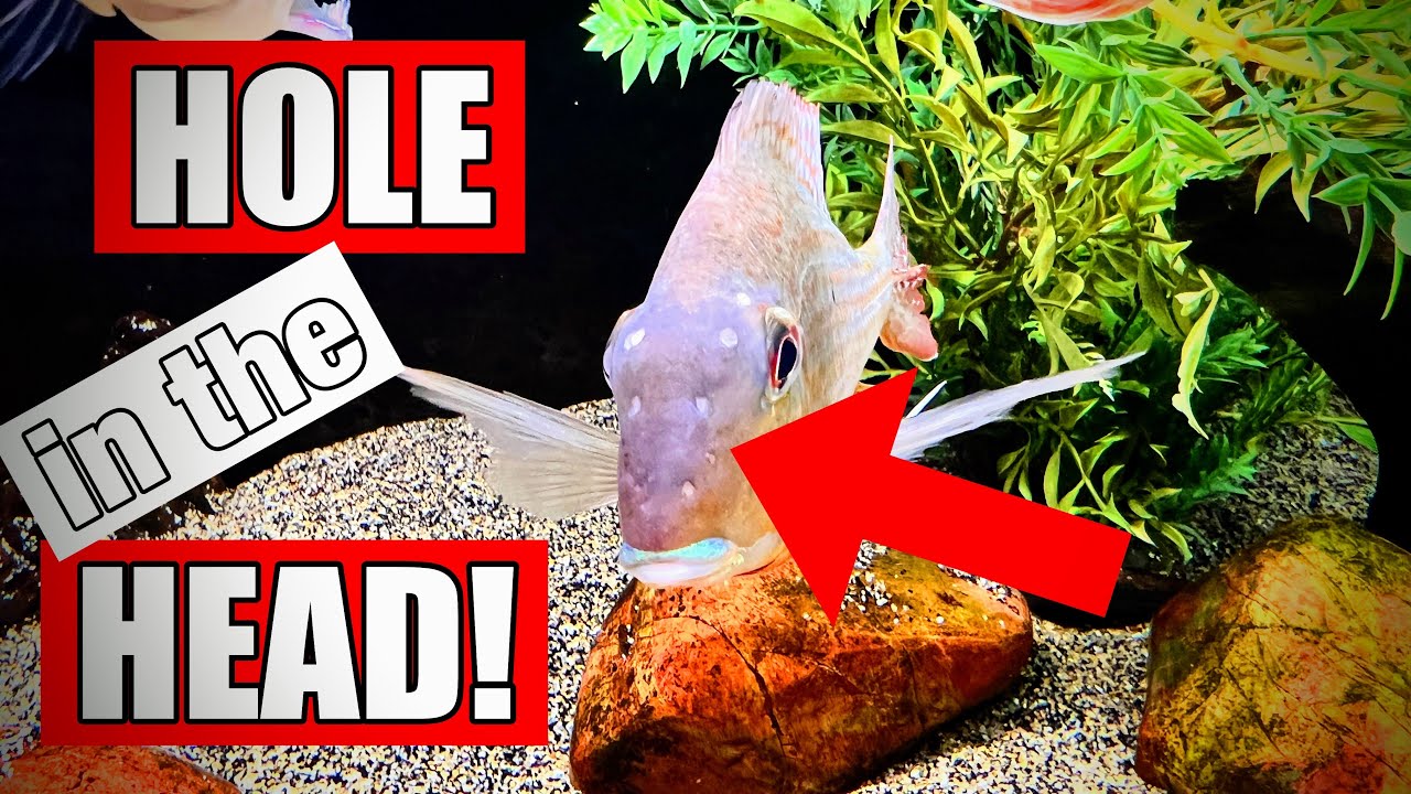 The HLLE Rabbit Hole! [Treating Hole in the Head Disease - Part 1 ...