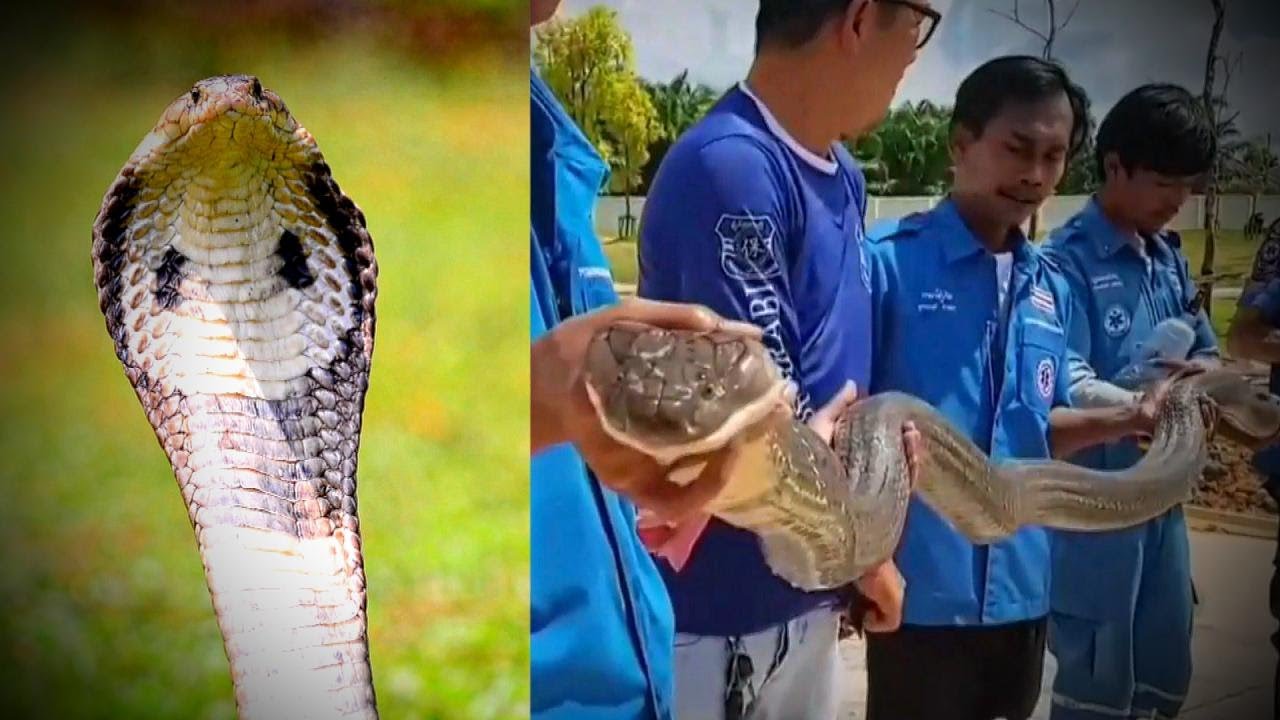 5 Slithery Stories About Cobras - YouTube