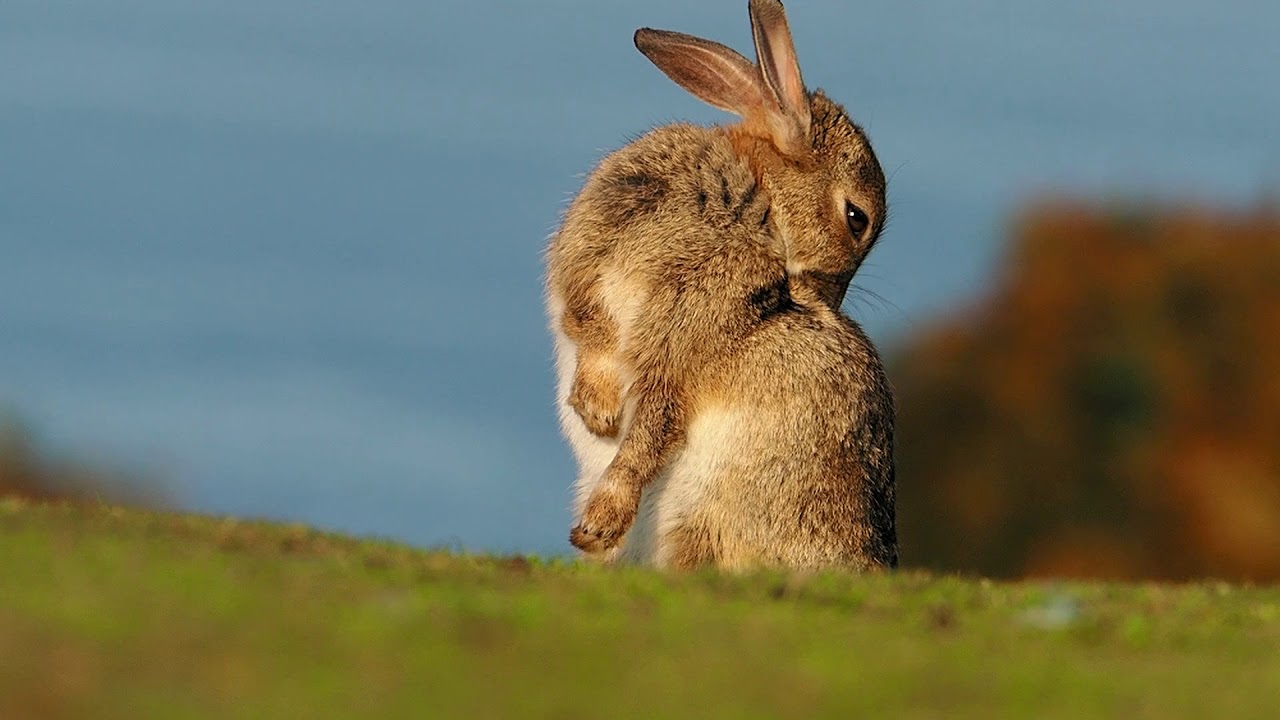 Rabbit in slow motion - YouTube