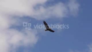 ALASKAN BALD EAGLE FLYING BY FAST CLOUDY BLUE SKY XYMDJFQMU