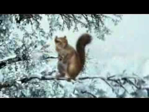 Farting Squirrel commercial A Fresh Air Explosion