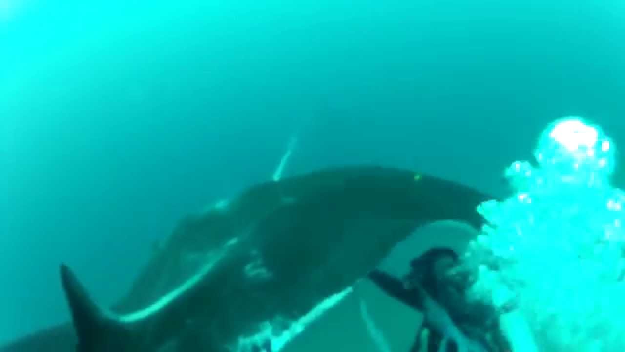 Mantarraya salvada de red de pesca, Isla de la plata. - YouTube