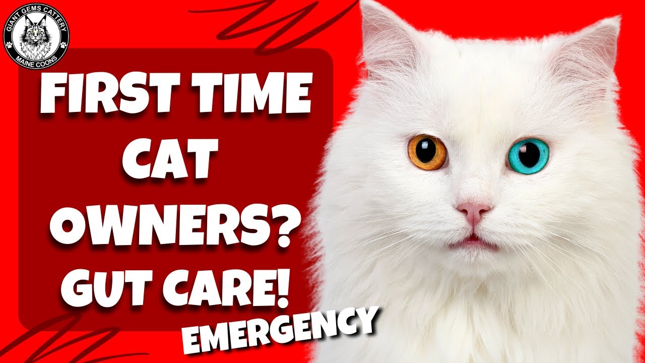 Emergency Maine Coon Cats Gut Health Problems - Coccidia - YouTube