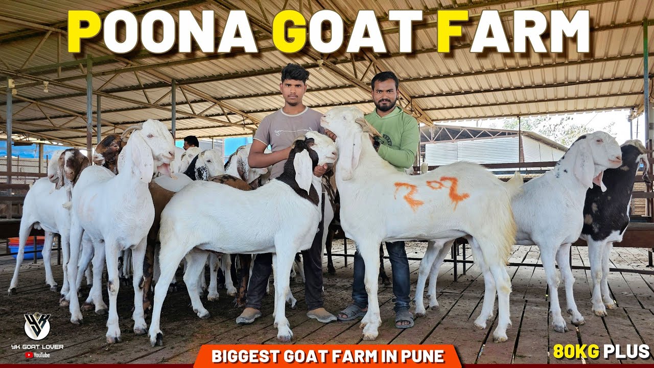80 KG Plus 25 Goats Available in Pune at Poona Goat Farm I YK Goat ...
