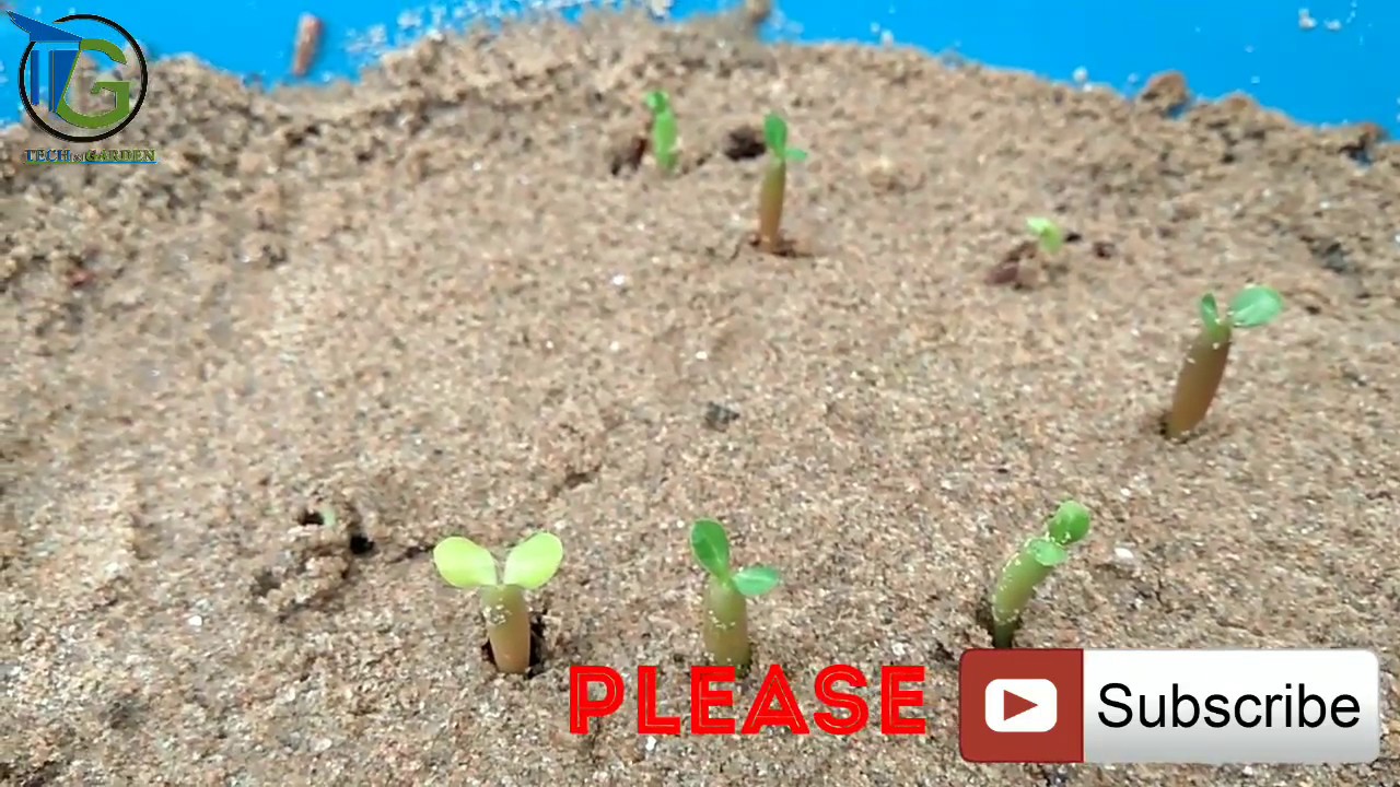 Desert Rose Seedlings Update : Adenium seedlings update #1 - YouTube