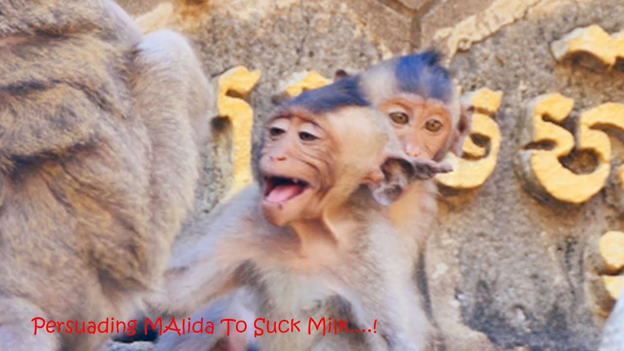 Martin The Big Boy Behaves As If He Were Newborn Baby To Drink Milk ...