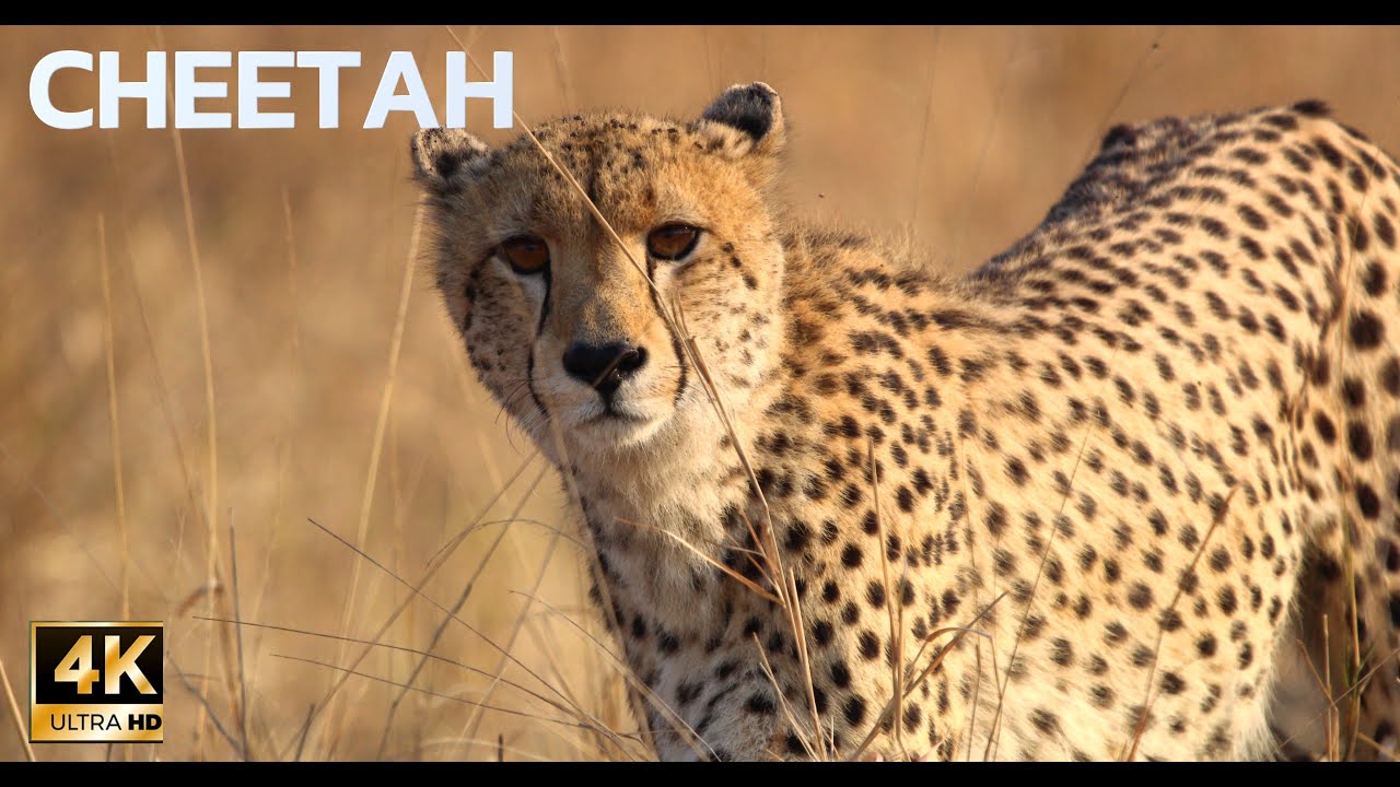 Warthog Taunting 5 Cheetahs!! - YouTube