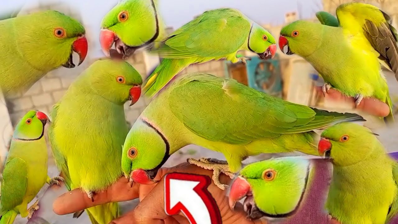 Parrot Natural Male Female Ring neck Parrot Looking - YouTube