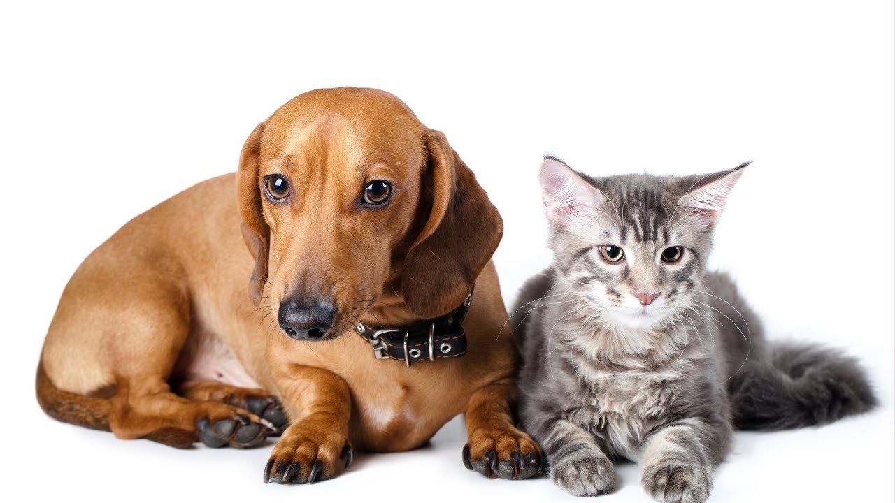 Reaction of dog and cat on magic | new video | dog reaction | cat ...