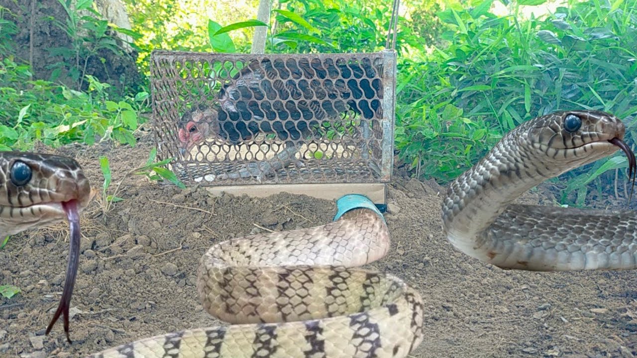 Recycled plastic netting into rectangular cages, plastic tubes and ...