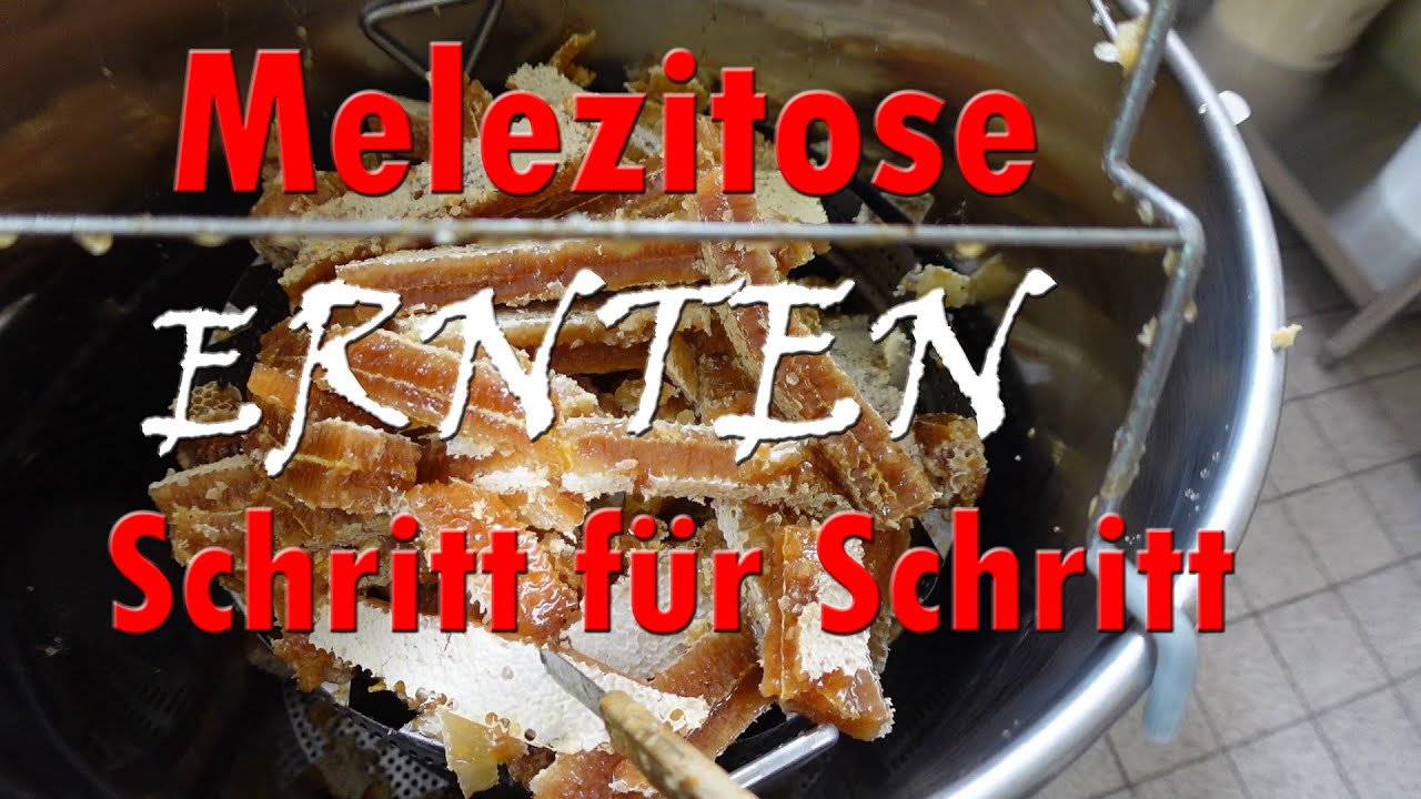 Melezitose ernten, Schritt für Schritt - YouTube