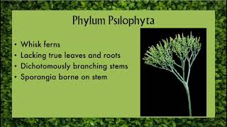 Phylum Psilophyta The Plant Kingdom Non Vascular Plants – The