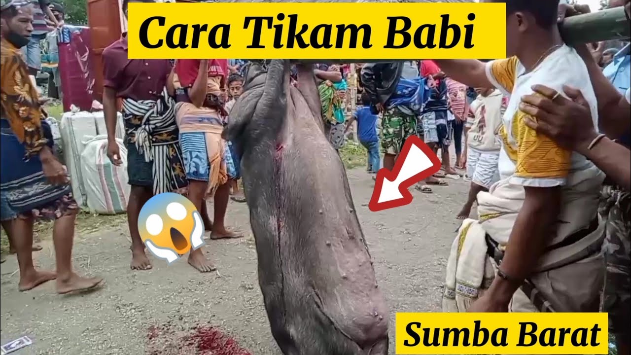 Lihat Cara...! Tikam Babi 12 Orang Pikul 😱/ Adat Sumba - YouTube