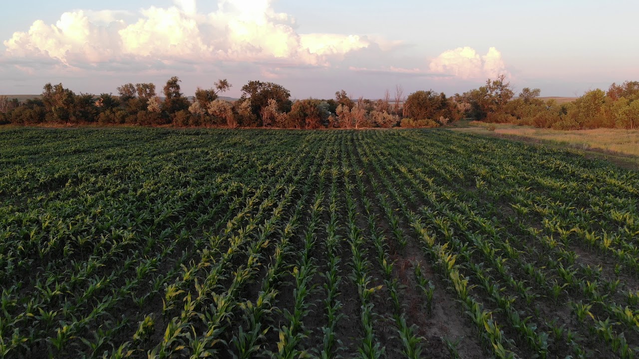 Corn flight - YouTube