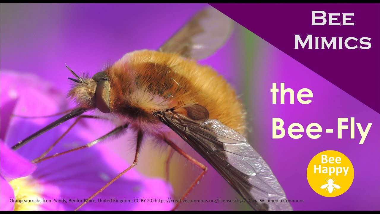 Bee Fly Bee Mimics - YouTube