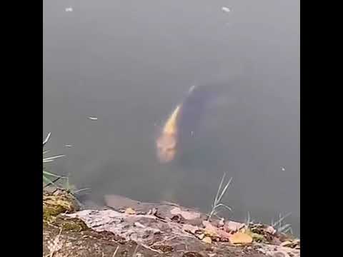 Pez con cara humana - YouTube