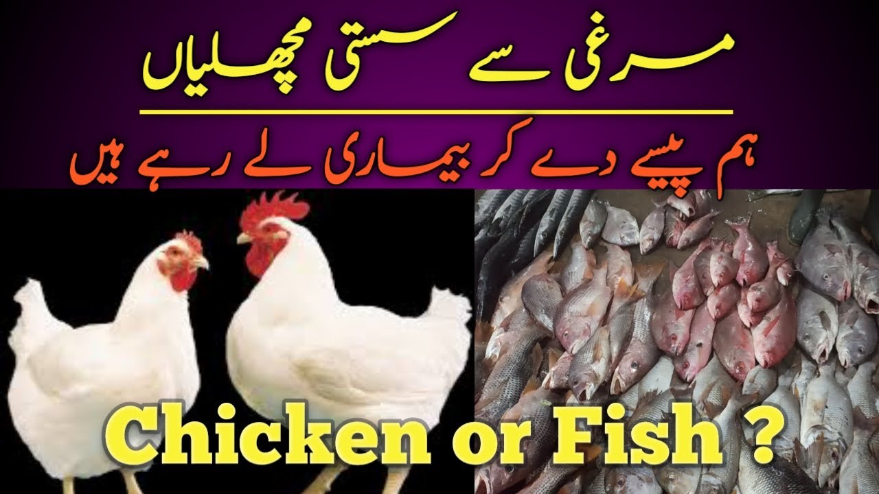 Chicken Vs Fish | مرغی سے سستی مچھلیاں #fish #health #chicken - YouTube