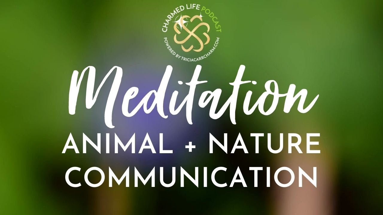 Meditation: Animal + Nature Communication - YouTube