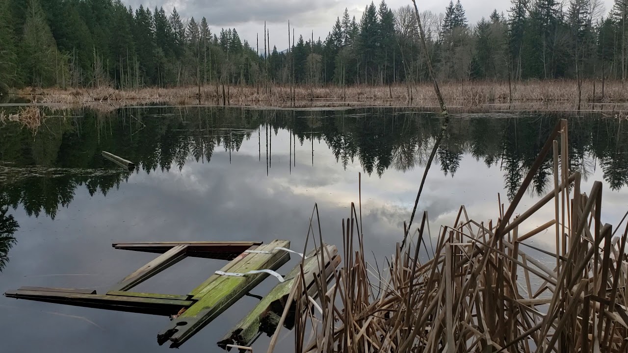 Silence and Solitude @ Hazel Wolf Wetlands, Sammamish WA - YouTube