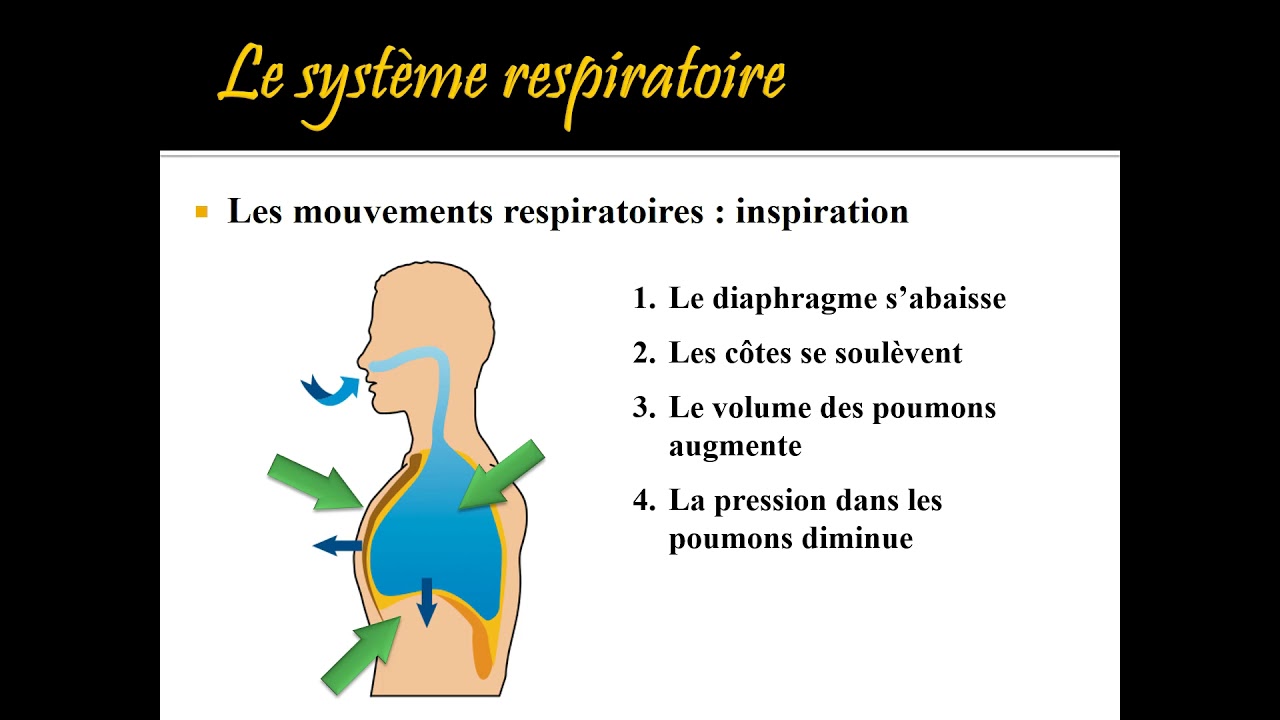 Révision du système respiratoire pour ST3 - YouTube