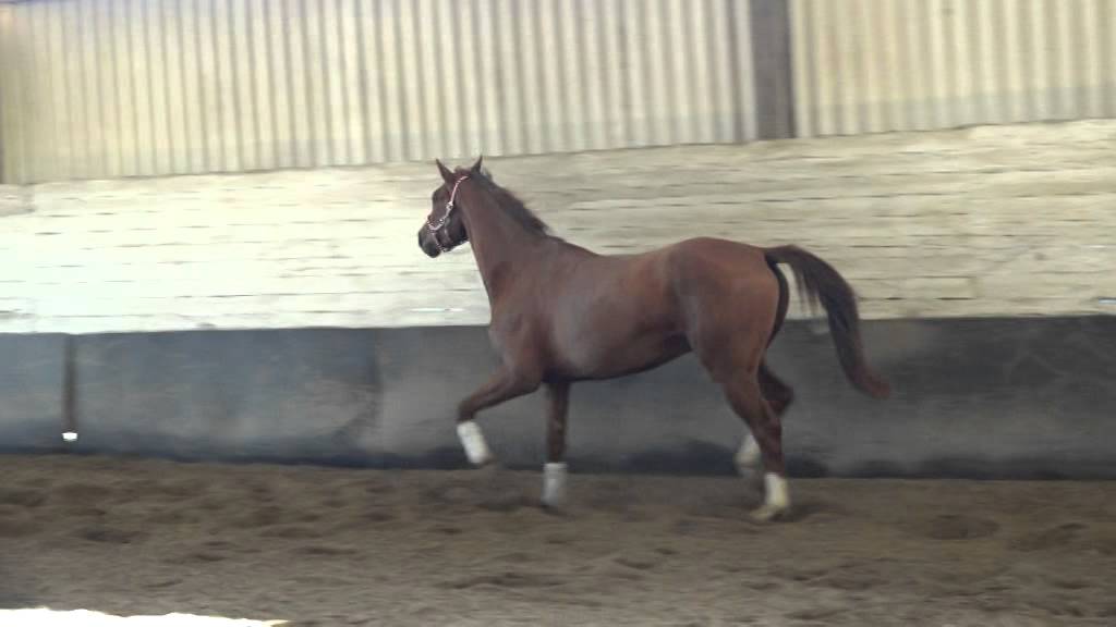 2012 Gelding VDL Douglas X Voltaire (Sport Motherline) - YouTube