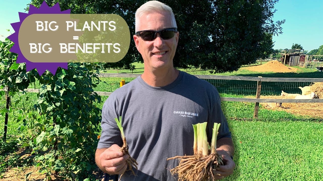 The Incredible Advantages of Growing Colossal Daylily Plants - YouTube