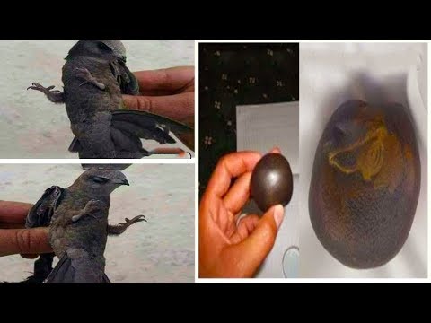 Yüce Allah Emretti ve Ebrehe'nin Fil Ordusuna Ebabil Kuşları Tarafından Atılarak Dağıtıldı