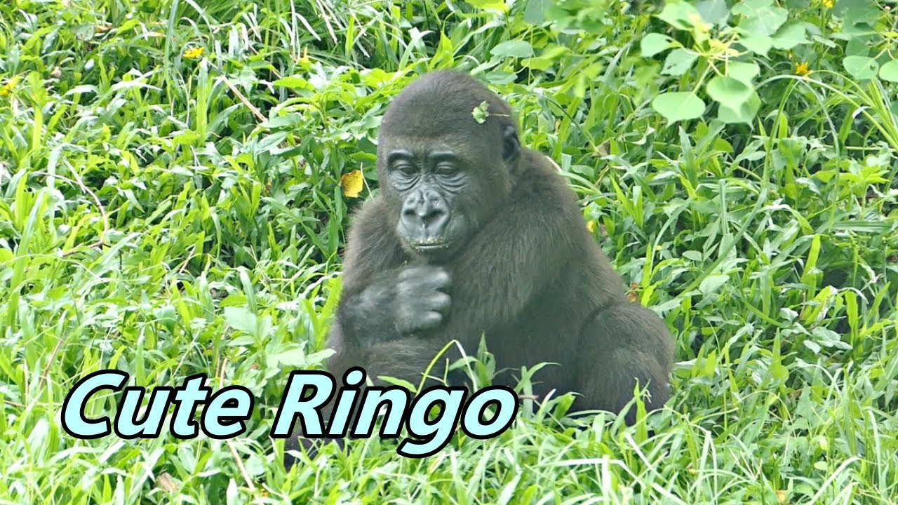 Cute little Ringo with brother / 可愛Ringo跟哥哥 - YouTube