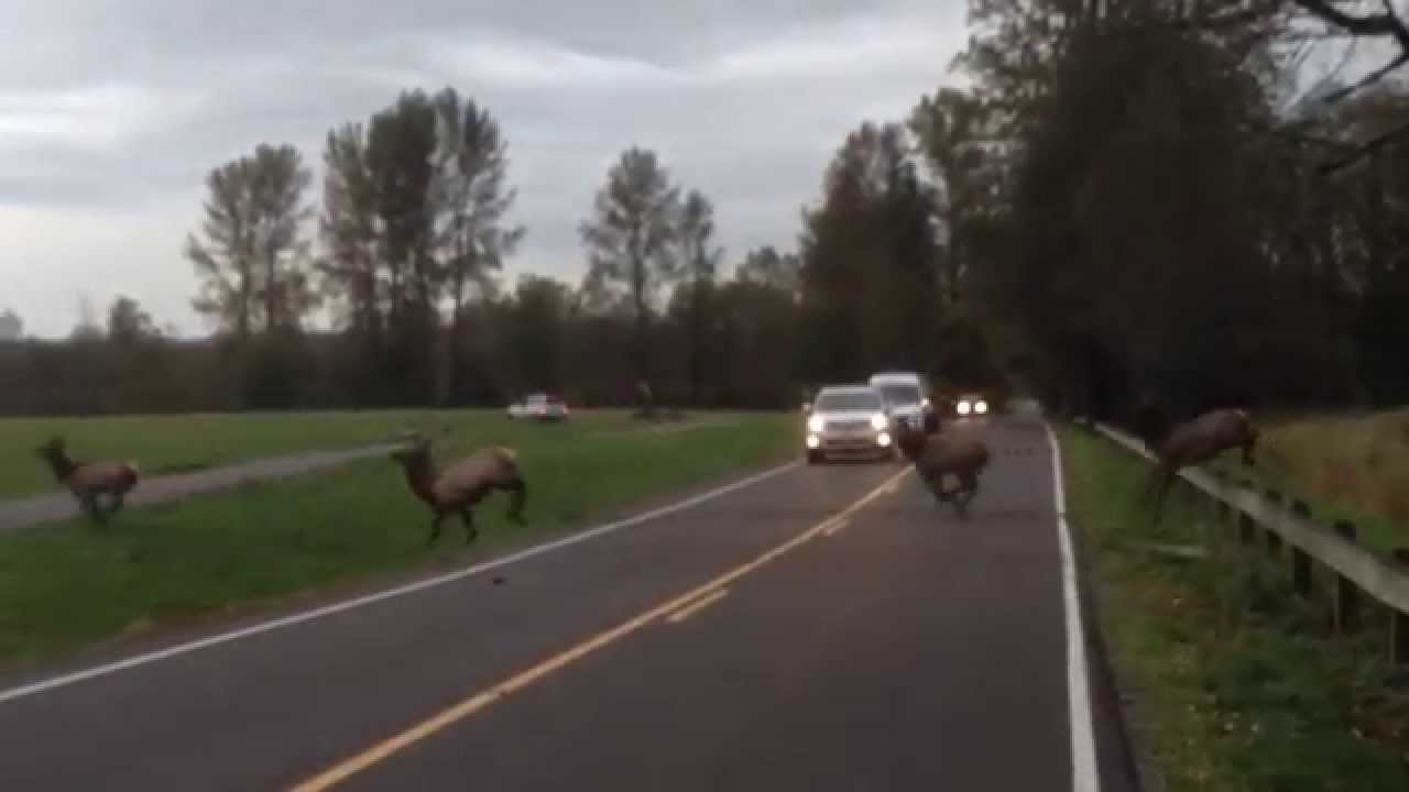 Elk Crossing Video 1 of 2 - YouTube