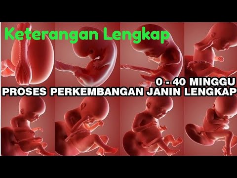 PERKEMBANGAN JANIN DALAM KANDUNGAN LENGKAP 1 - 40 MINGGU - YouTube