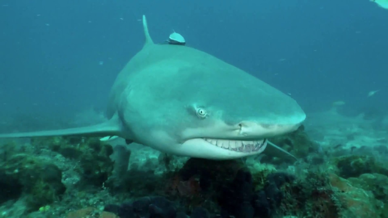 Shark Diving with the wonderful Lemon Sharks - YouTube