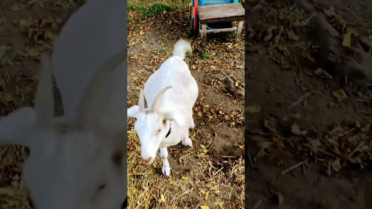 Determined Chubby White Goat Refuses To ‘SURRENDER’ & Makes The Jump ...
