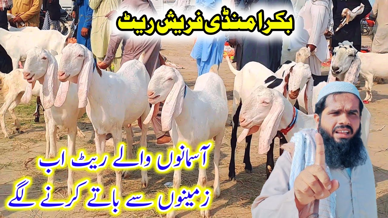 Fresh rate of Dera Ghazi Khan Goat Market is so low price and very ...