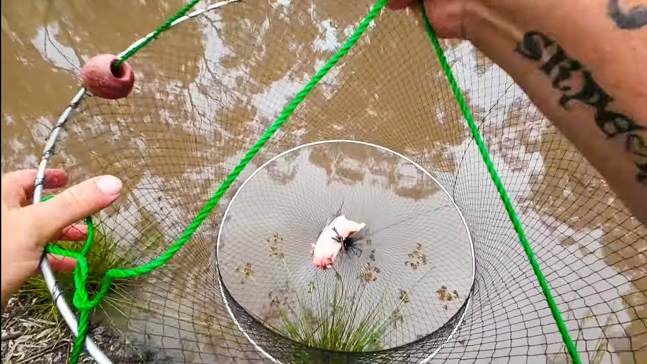 Dragging Yabbies With Drop Nets - YouTube