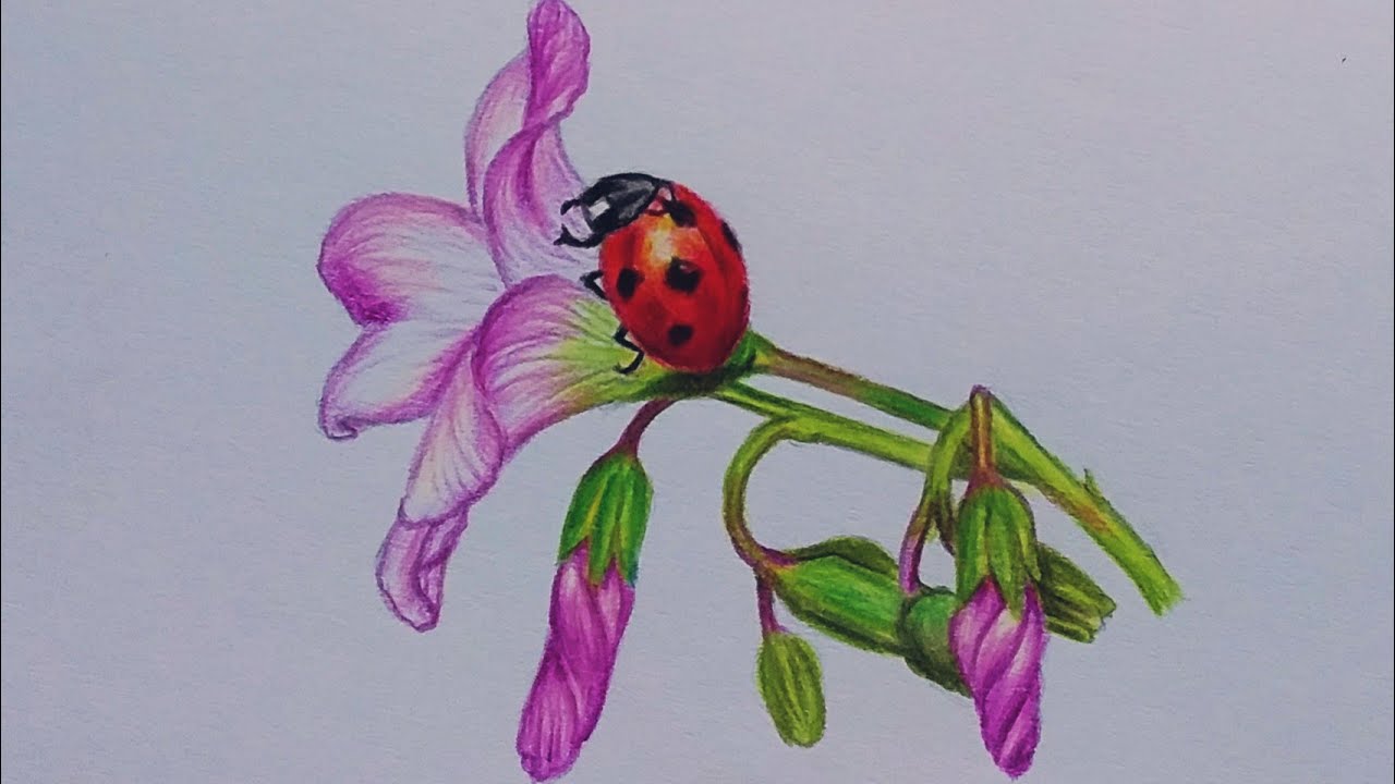 Ladybird on the flower drawing in colour pencils | how to draw Ladybird ...
