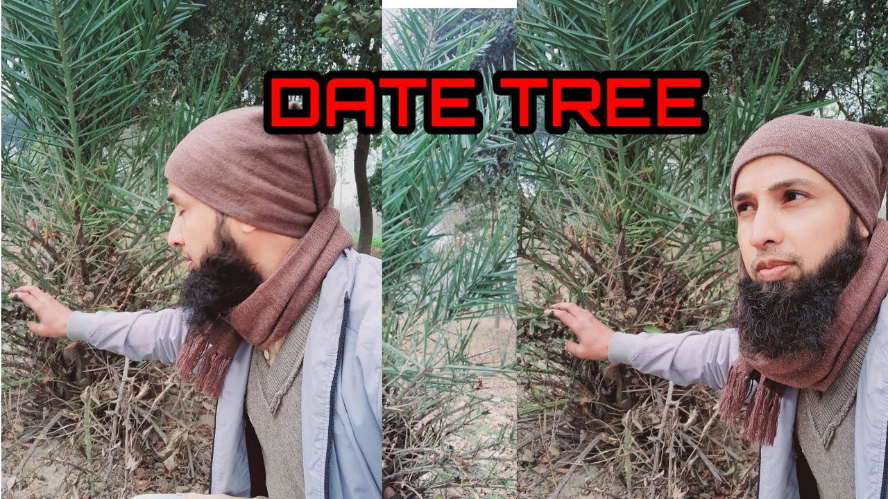 Date tree//Beautiful date tree//plant of date tree//zakir salmani - YouTube
